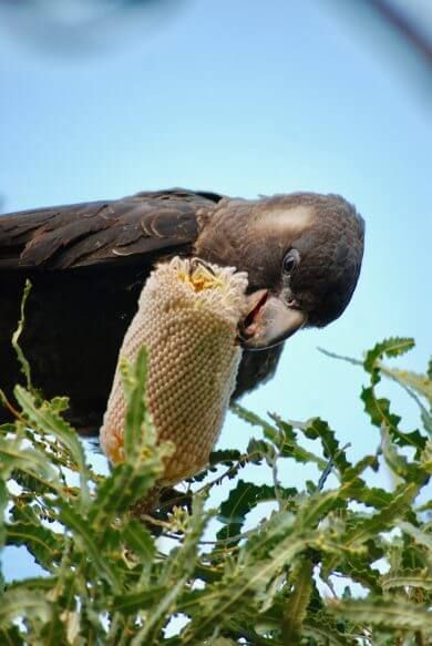 Some notes on Banksia usage in traditional Noongar culture