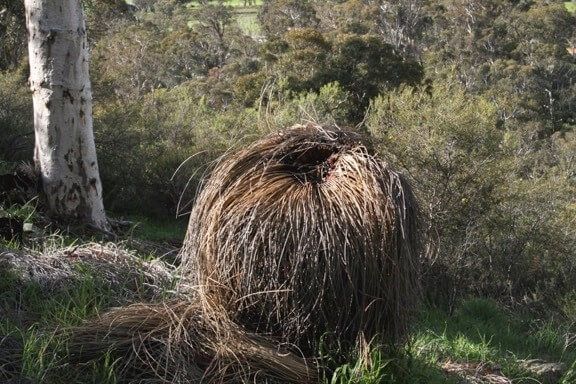 The Puzzle of the Bardi Grub in Nyungar Culture