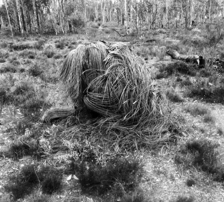 The Puzzle of the Bardi Grub in Nyungar Culture