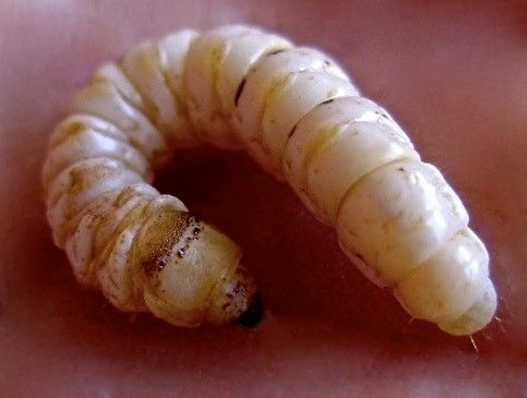 The Puzzle of the Bardi Grub in Nyungar Culture