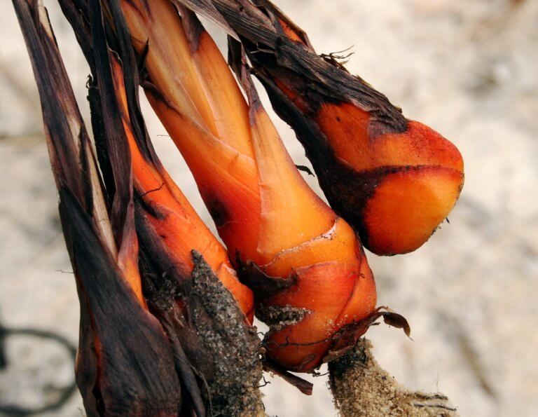 Roots of contention: Noongar root foods and indigenous plant taxonomy