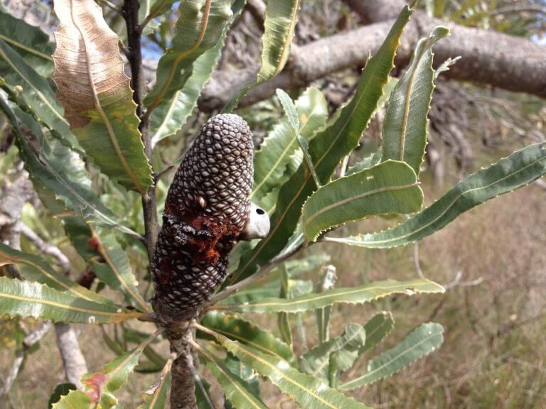 Some notes on Banksia usage in traditional Noongar culture