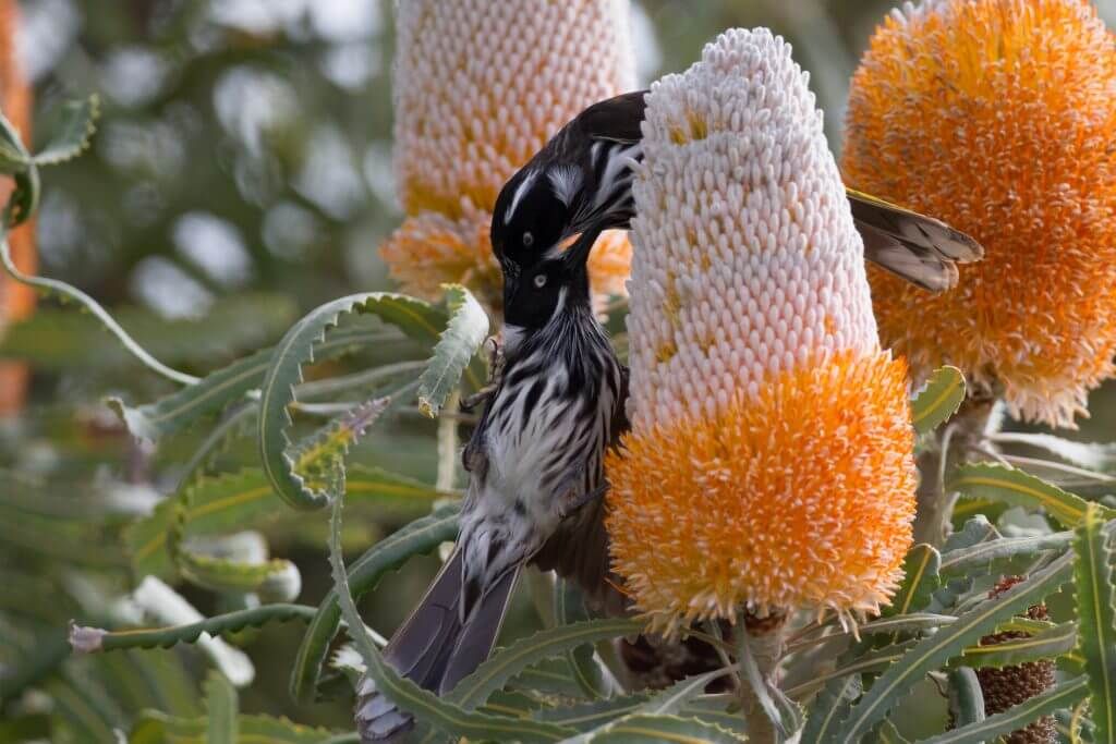 Some notes on Banksia usage in traditional Noongar culture