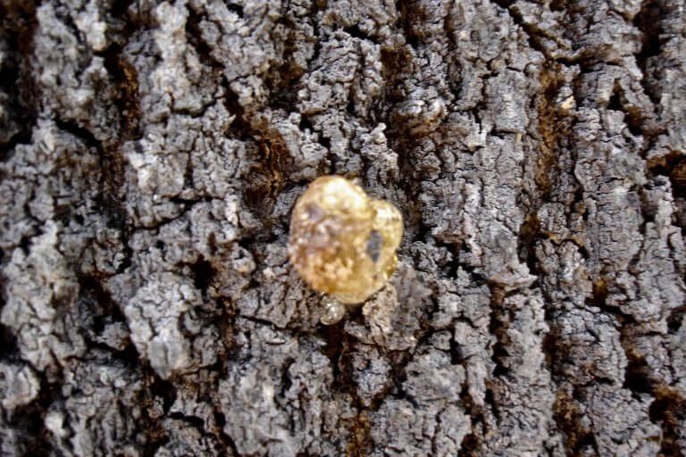 Traditional significance of Nuytsia floribunda (“moojar” or “kaanya tree”)