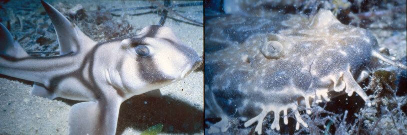 Indigenous significance of Mudurup Rocks, Cottesloe