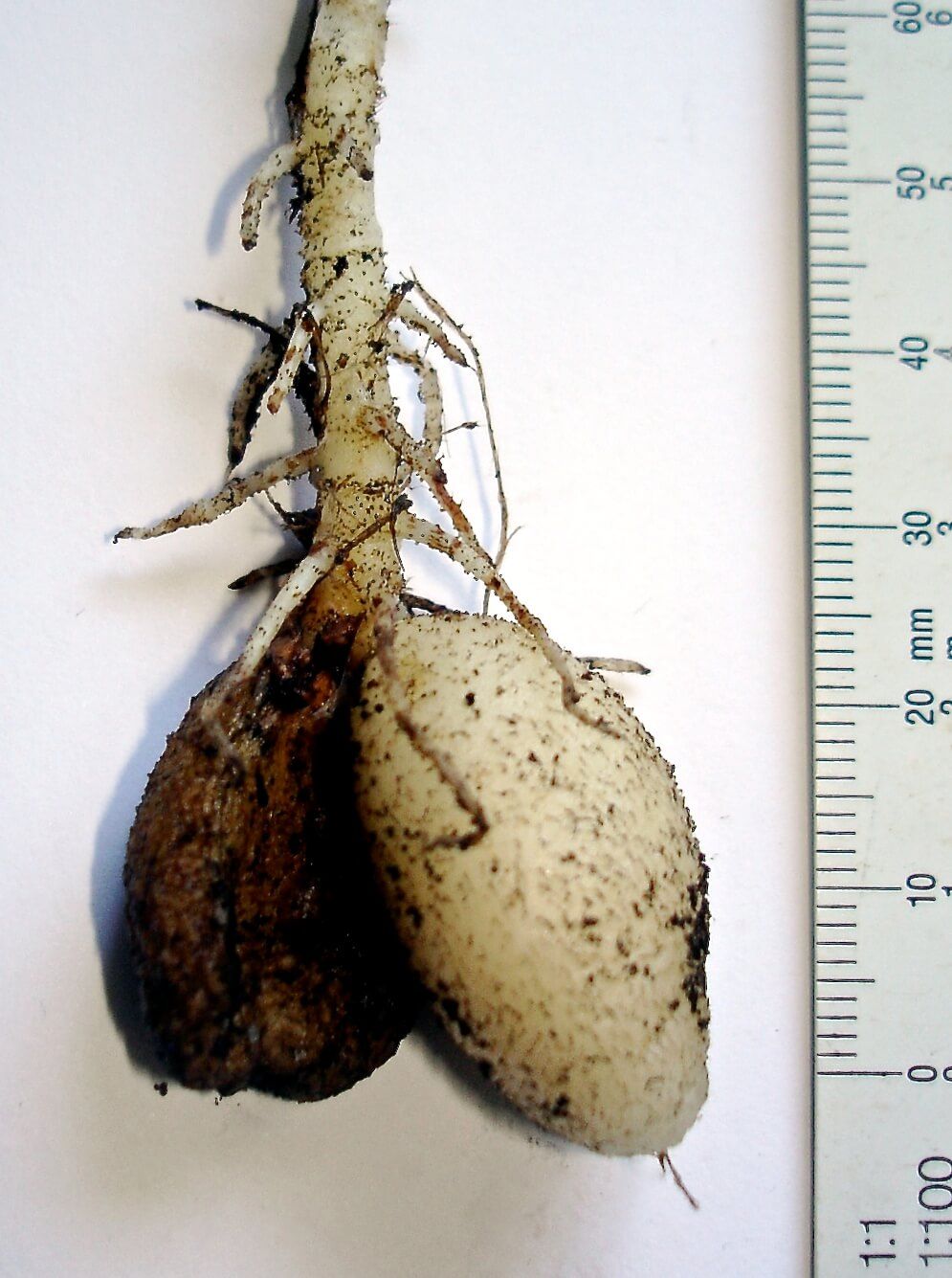 Roots of contention: Noongar root foods and indigenous plant taxonomy