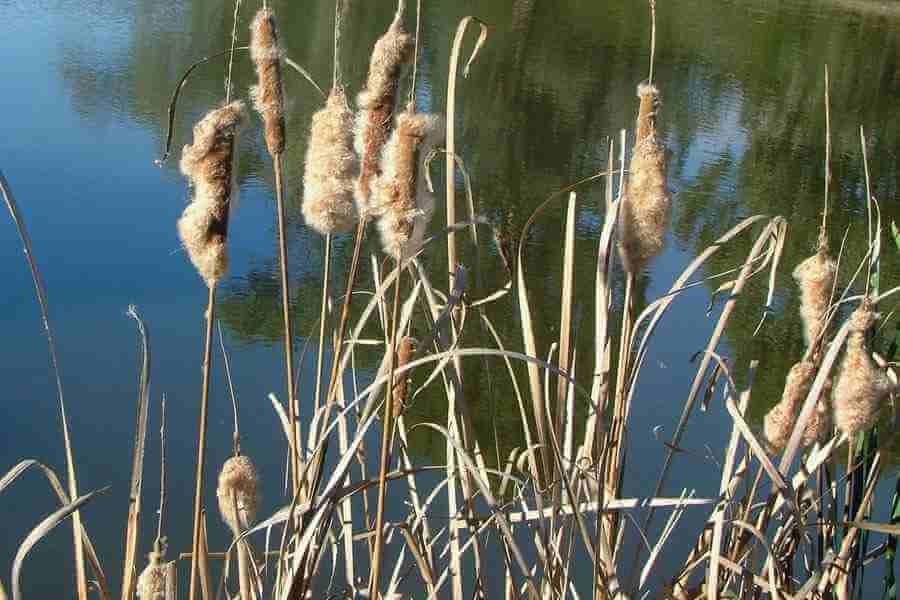 Typha root: an ancient nutritious food in Noongar culture