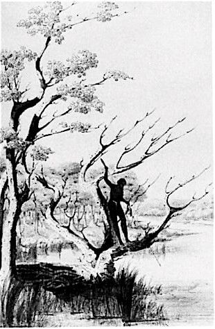 The Shark in Nyungar Culture