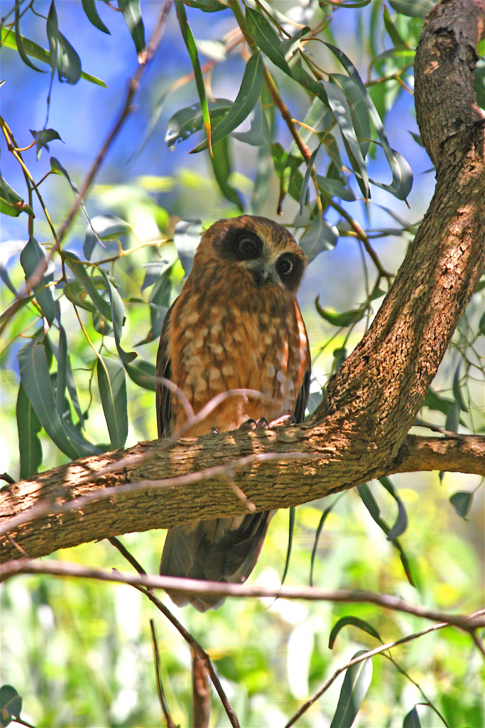 Owl Beliefs in Nyungar Culture