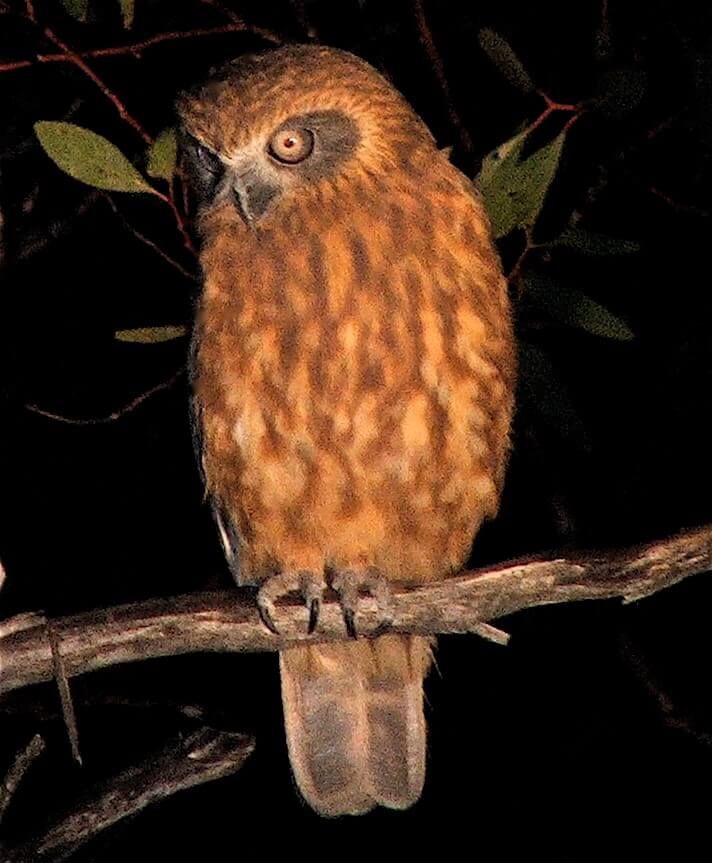Report on the “Owl stone” Aboriginal site at Red Hill, northeast of Perth