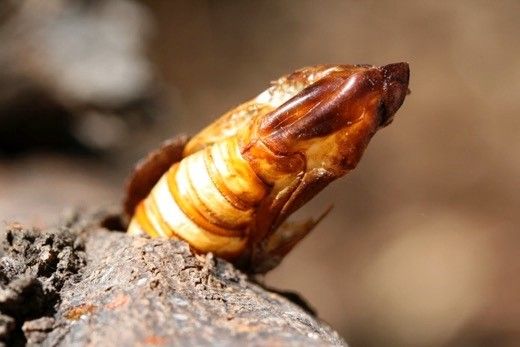 The Puzzle of the Bardi Grub in Nyungar Culture