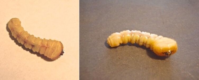 The Puzzle of the Bardi Grub in Nyungar Culture