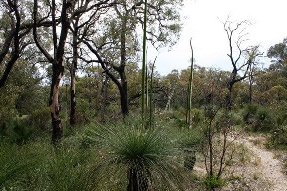 The Puzzle of the Bardi Grub in Nyungar Culture