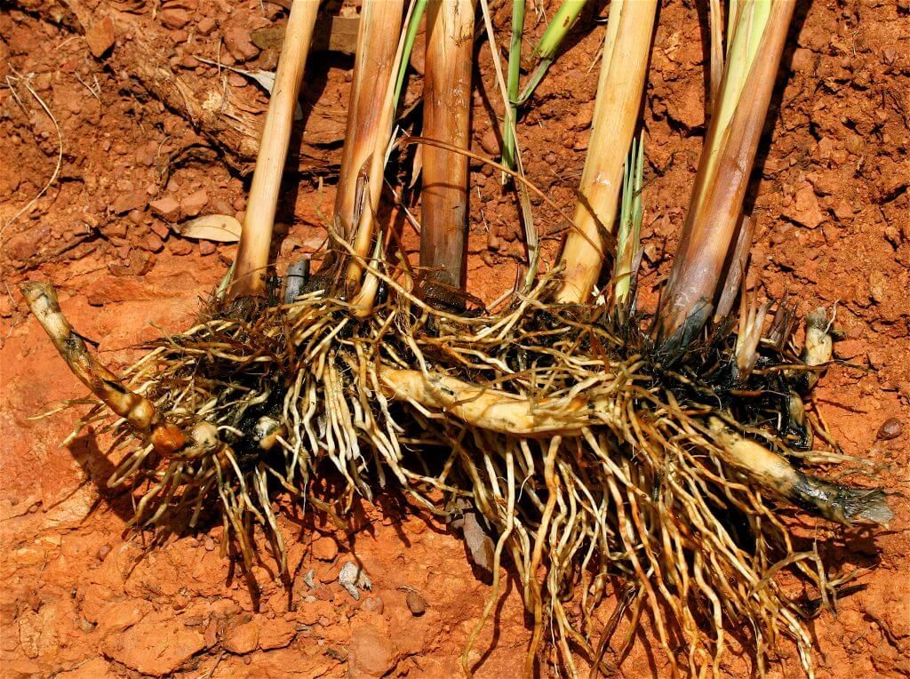 Typha root: an ancient nutritious food in Noongar culture