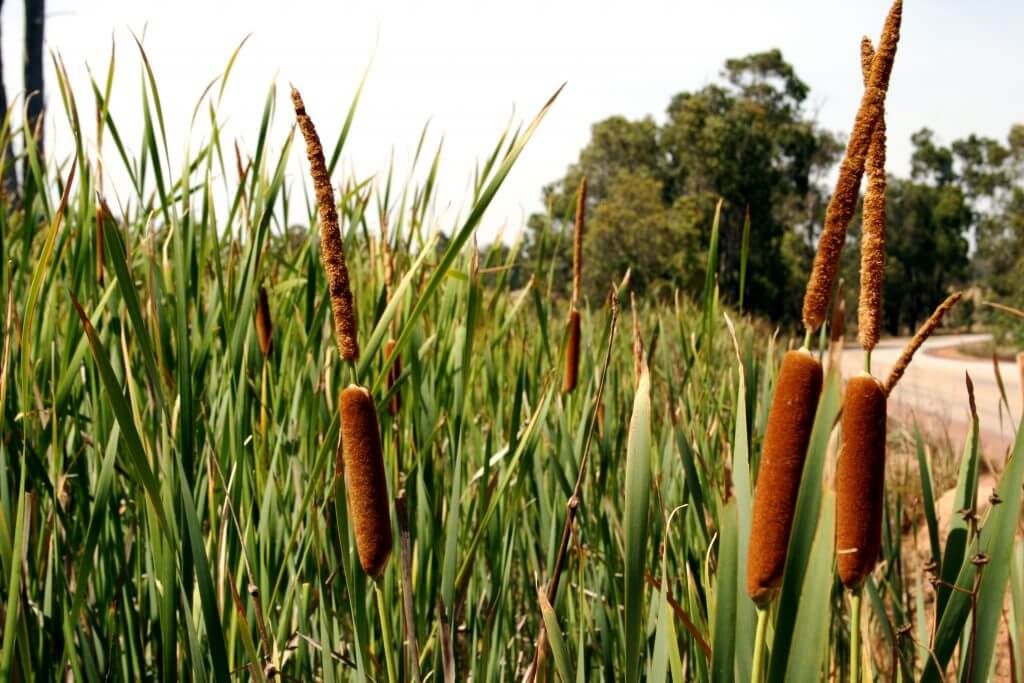 Typha root: an ancient nutritious food in Noongar culture