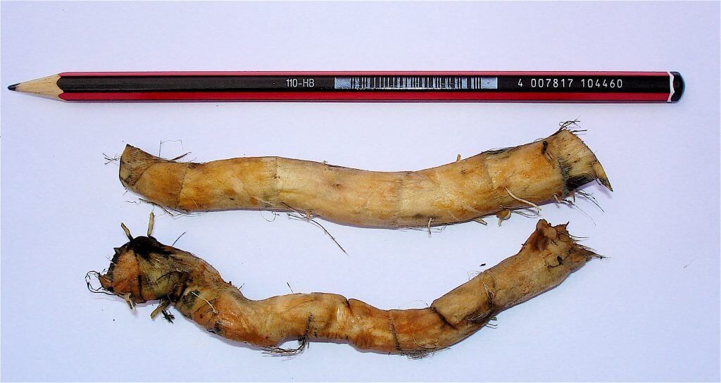 Typha root: an ancient nutritious food in Noongar culture