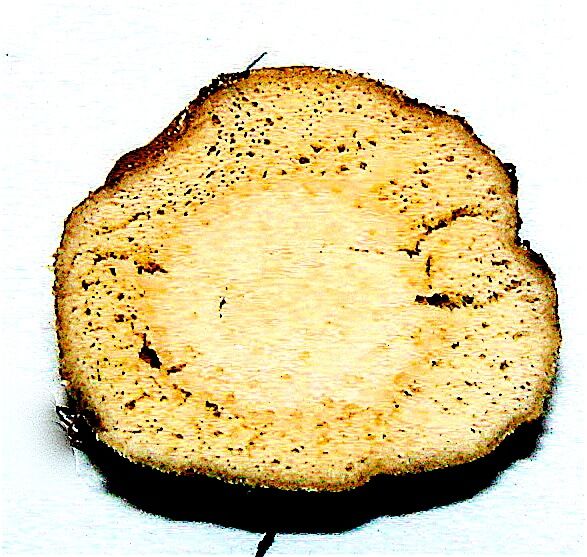 Typha root: an ancient nutritious food in Noongar culture