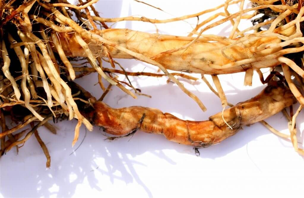 Typha root: an ancient nutritious food in Noongar culture