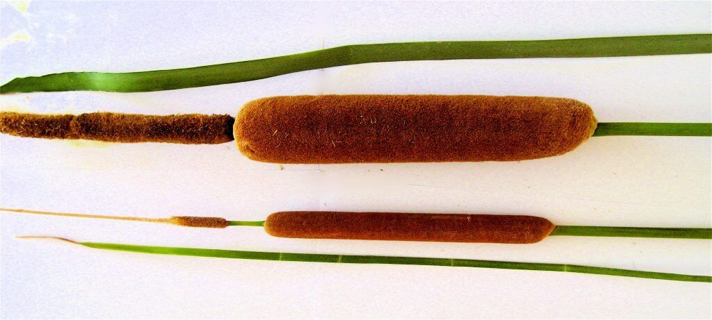 Typha root: an ancient nutritious food in Noongar culture