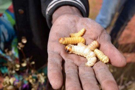 The Puzzle of the Bardi Grub in Nyungar Culture