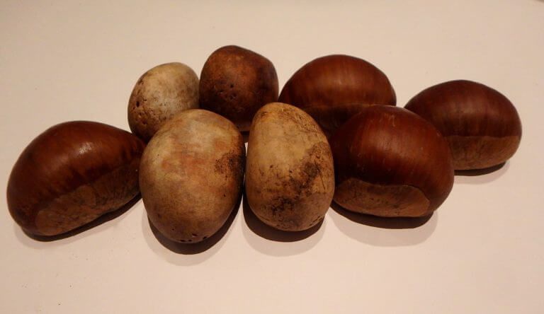 The ancient practice of Macrozamia pit processing in southwestern Australia