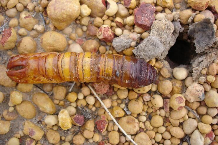 The Puzzle of the Bardi Grub in Nyungar Culture