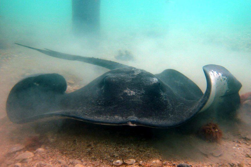 The Shark in Nyungar Culture