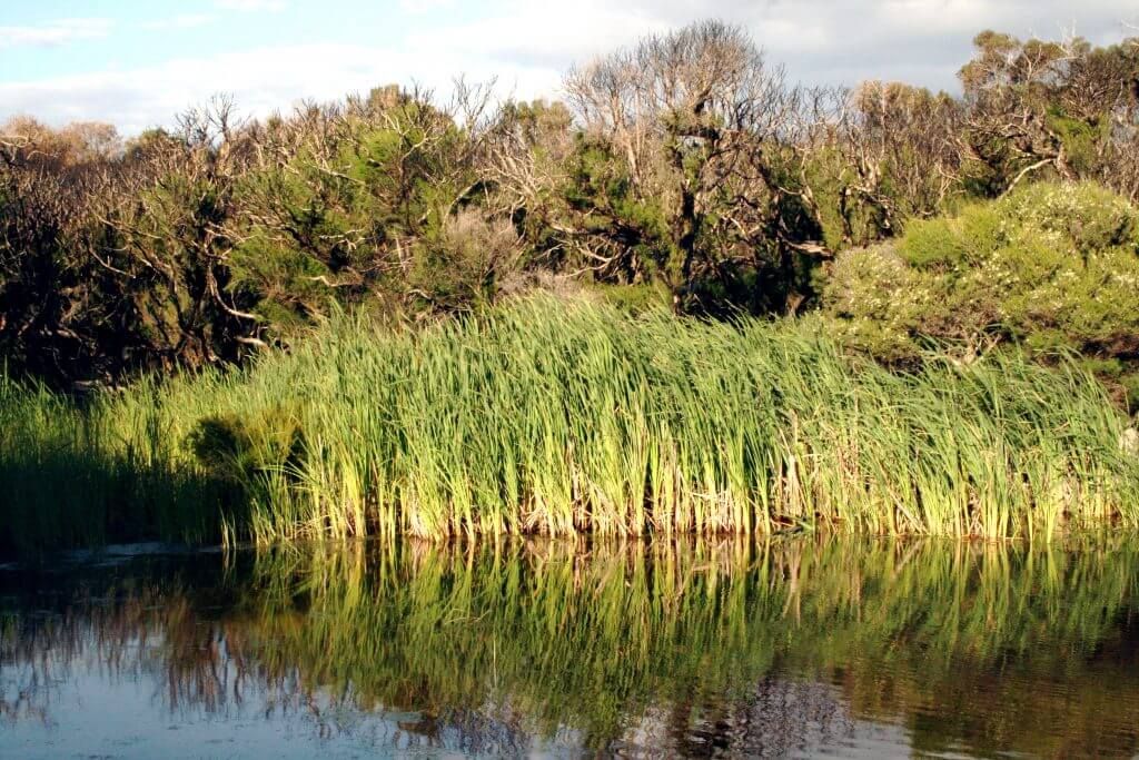 Typha root: an ancient nutritious food in Noongar culture