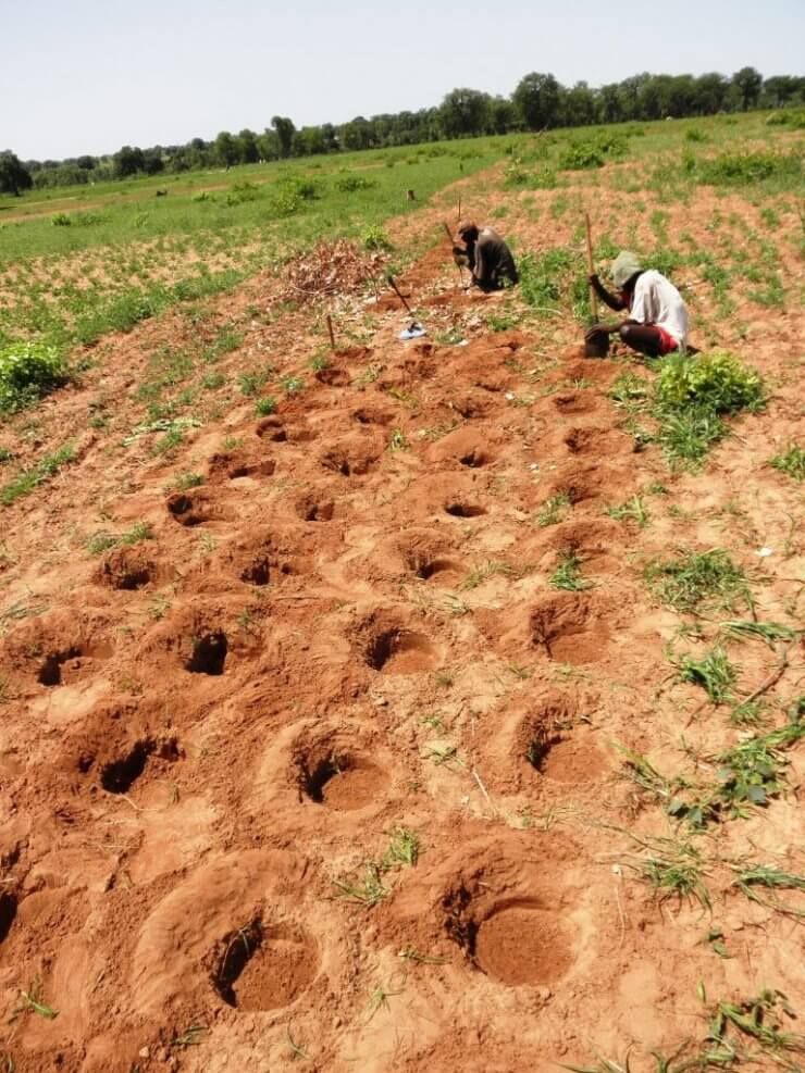 Yam Lands: the Mystery of a Holey Landscape