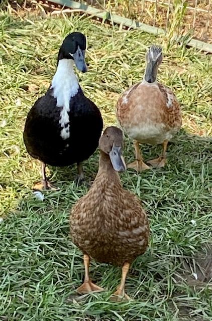 Best Nest Farm Glamping - Experience Nature in Luxury