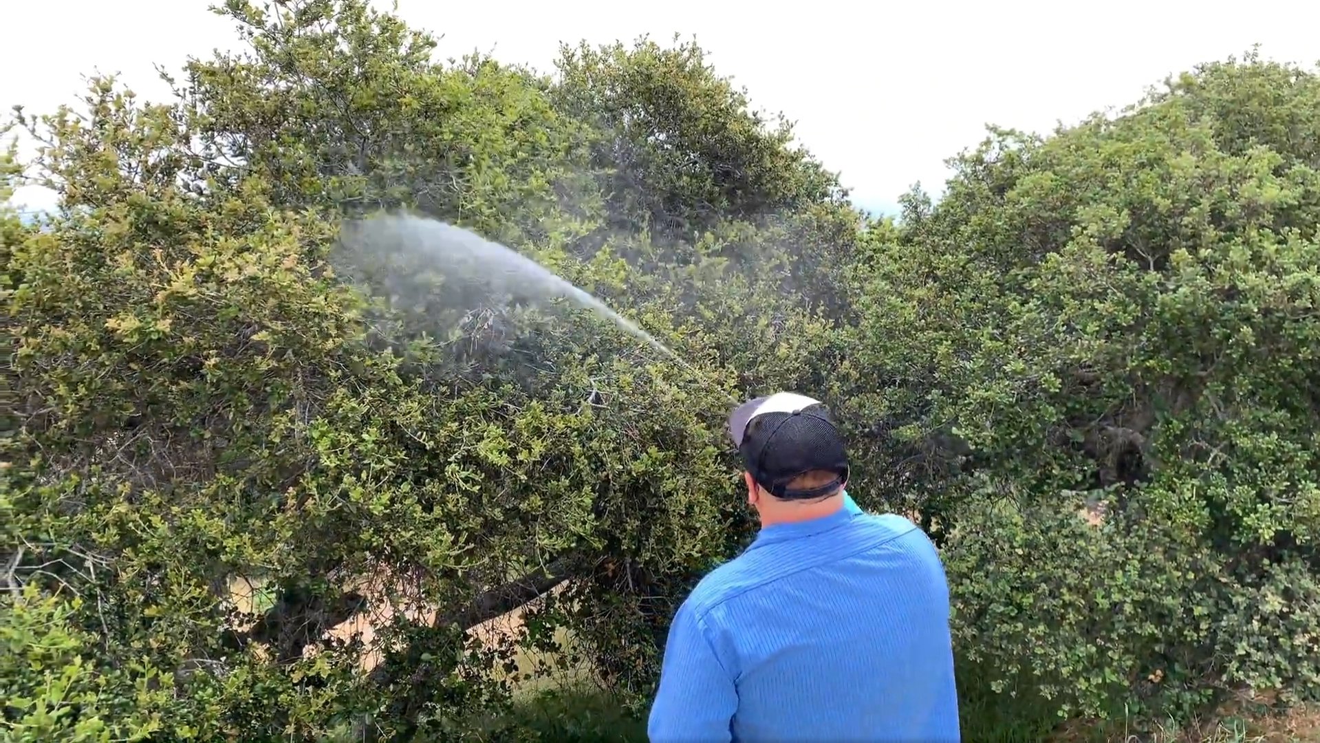Weed Spraying | Salinas, CA | Gavilan Pest Control