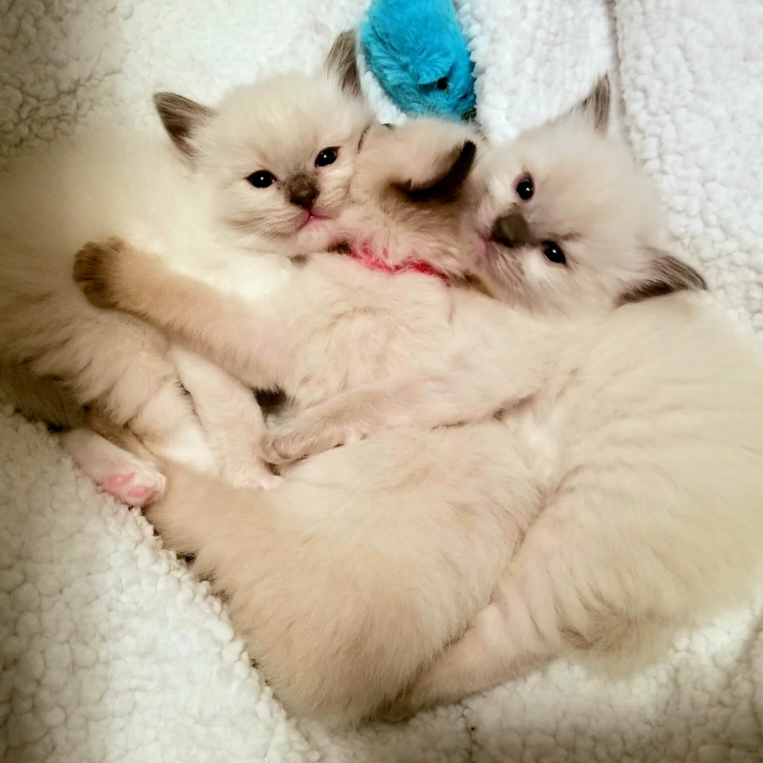 Southern California Premium Ragdoll Kittens | True Blue
