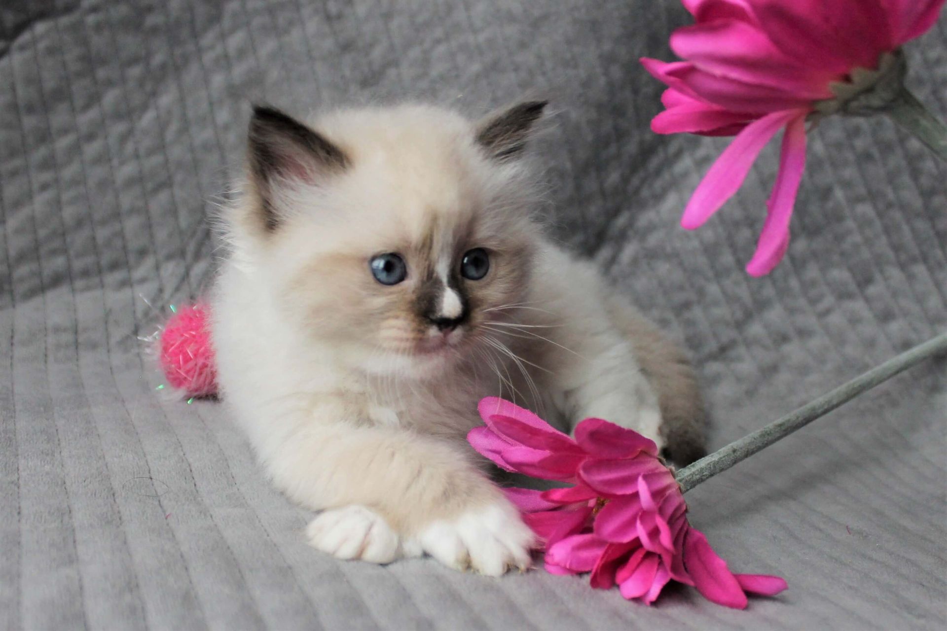 Southern California Premium Ragdoll Kittens | True Blue