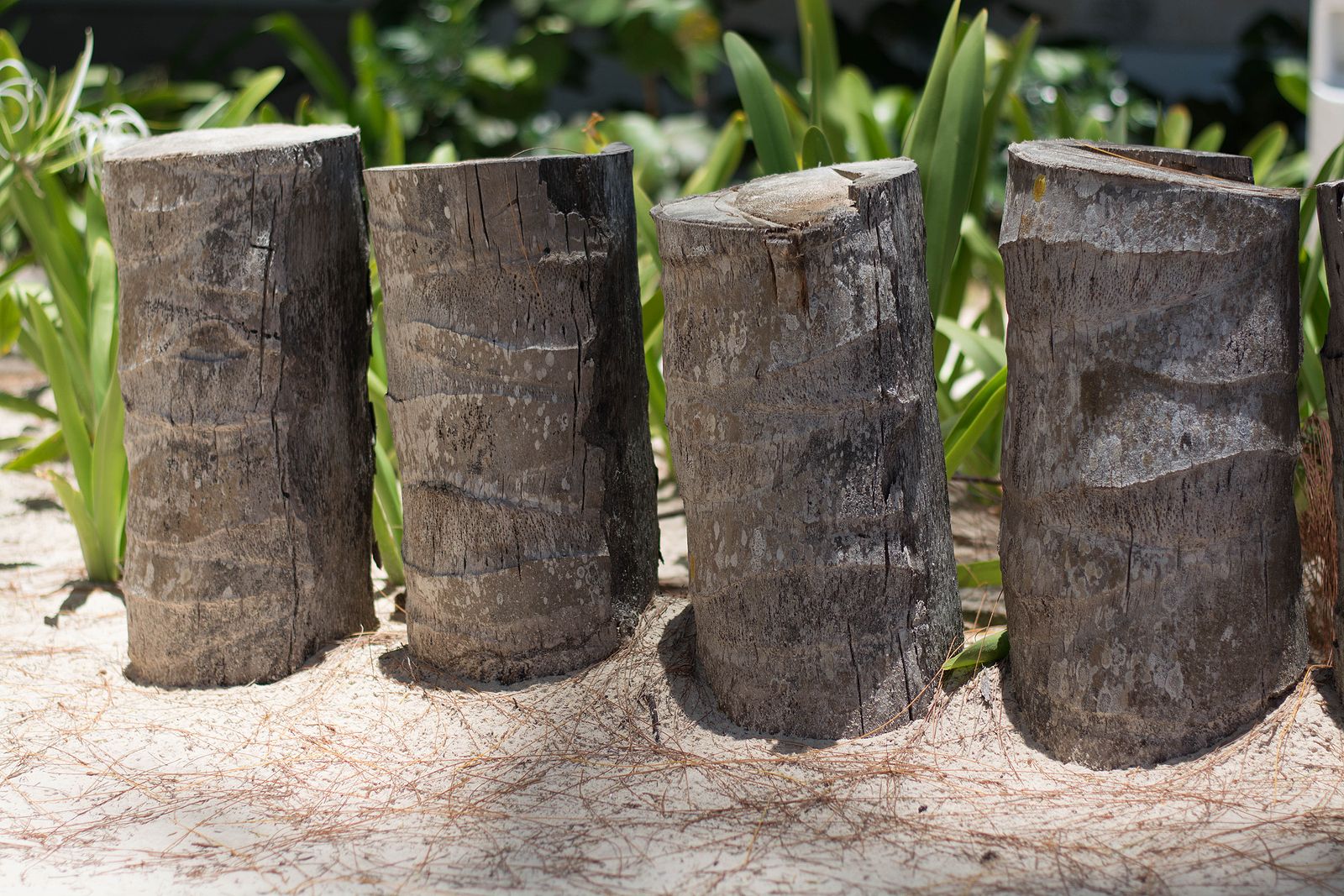 Tree Services | Tree Removal Company in Little Falls, MN | Ally Tree ...