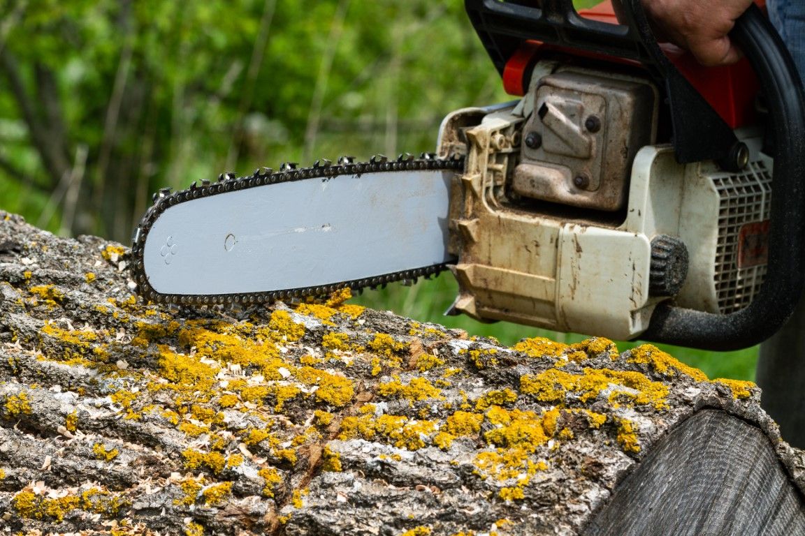 Tree Removal in Shelton CT | Tree Service | 203-896-8350