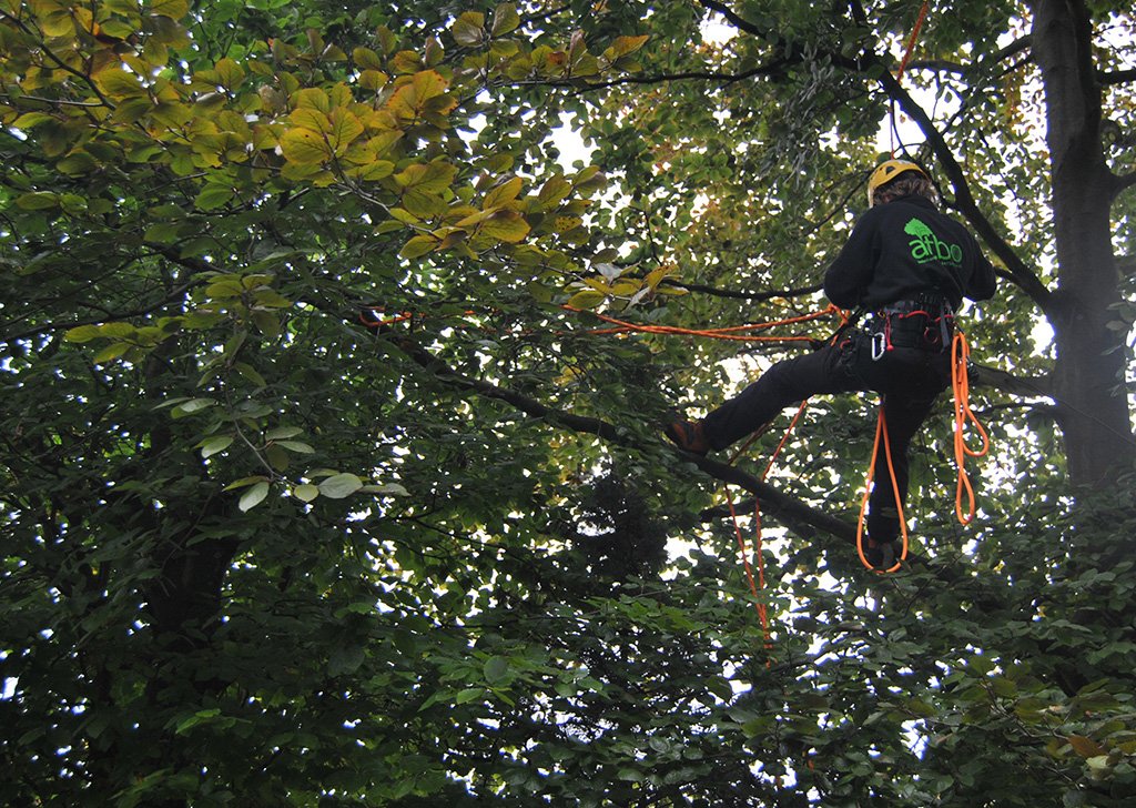 Artbo Boomverzorging Leest (Mechelen)