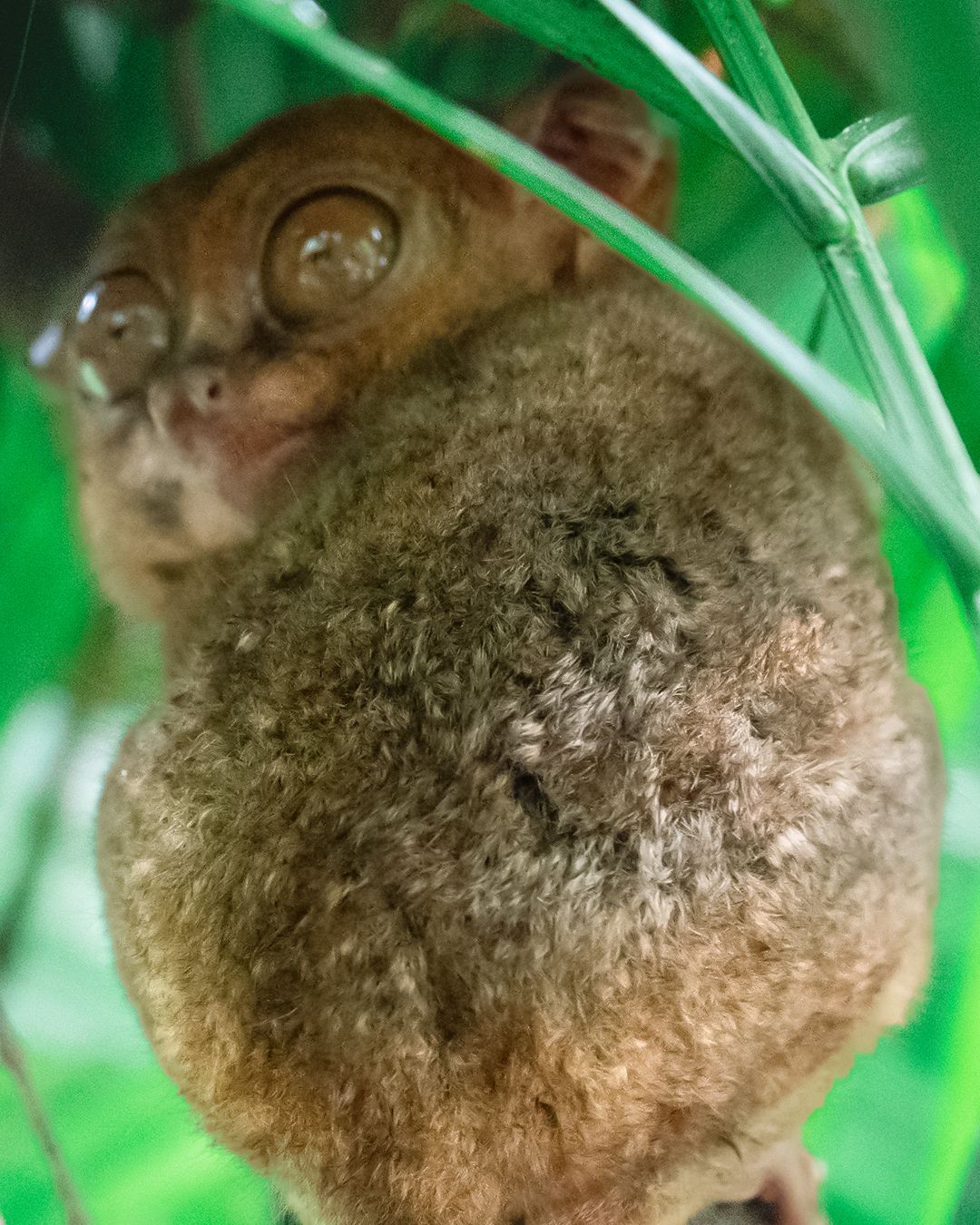 Filippine: itinerario di viaggio di 3 settimane