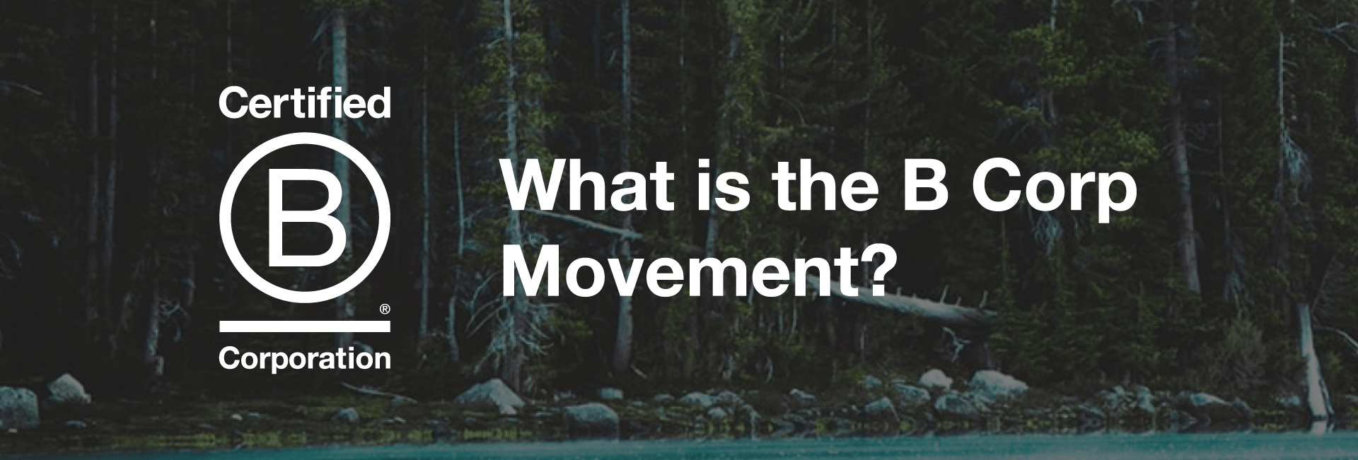 What is the B Corp Movement?