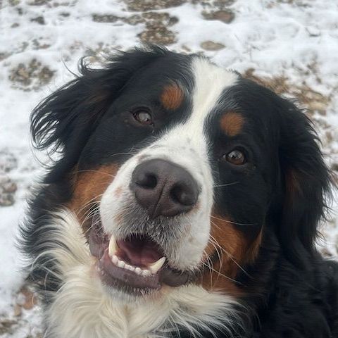 SnowBern Bernese Mountain Dog Breeder