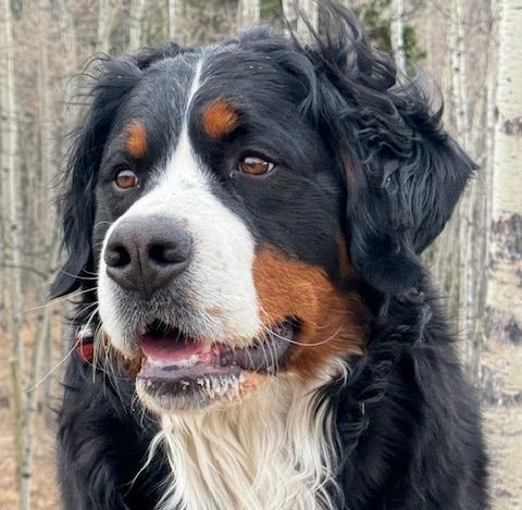 SnowBern Bernese Mountain Dog Breeder