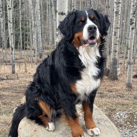 SnowBern Bernese Mountain Dog Breeder