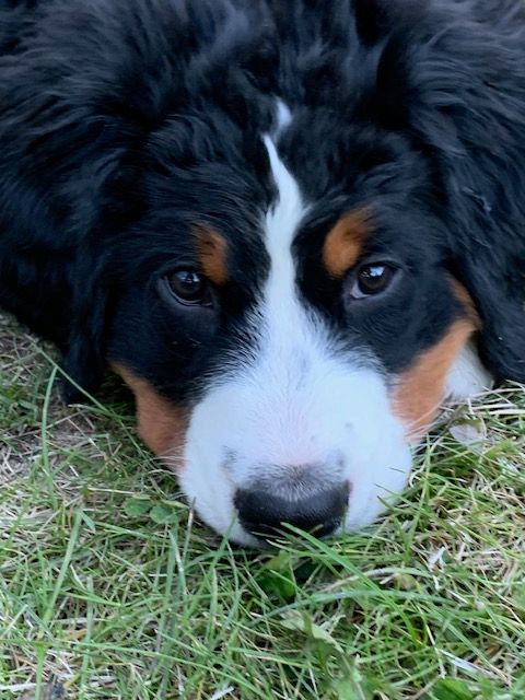 SnowBern Bernese Mountain Dog Breeder