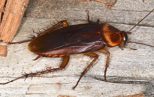 Cockroach Pest Control