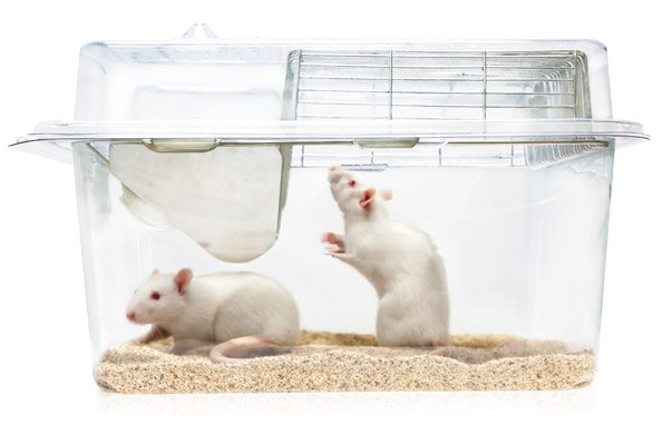 Rat Products