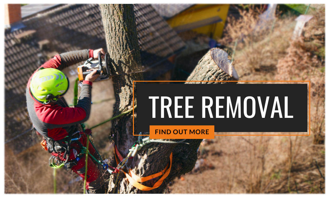 Tree Removal Services SouthEastern Melbourne - Affordable Tree Loppers