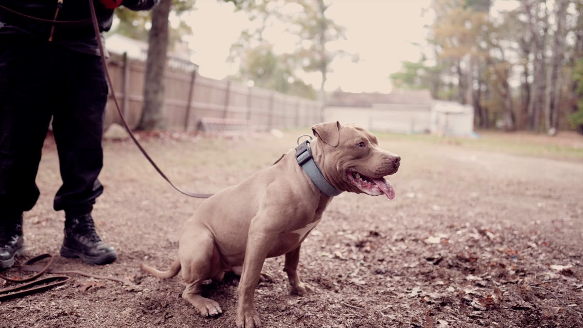 American Pitbull Terrier Breeding | Middleborough, MA
