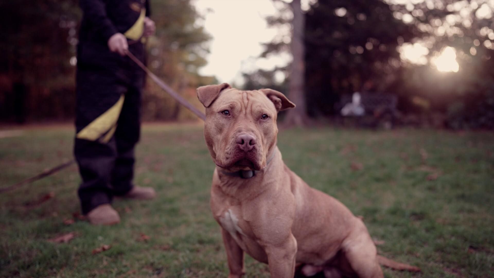 American Pitbull Terrier Breeding | Middleborough, MA