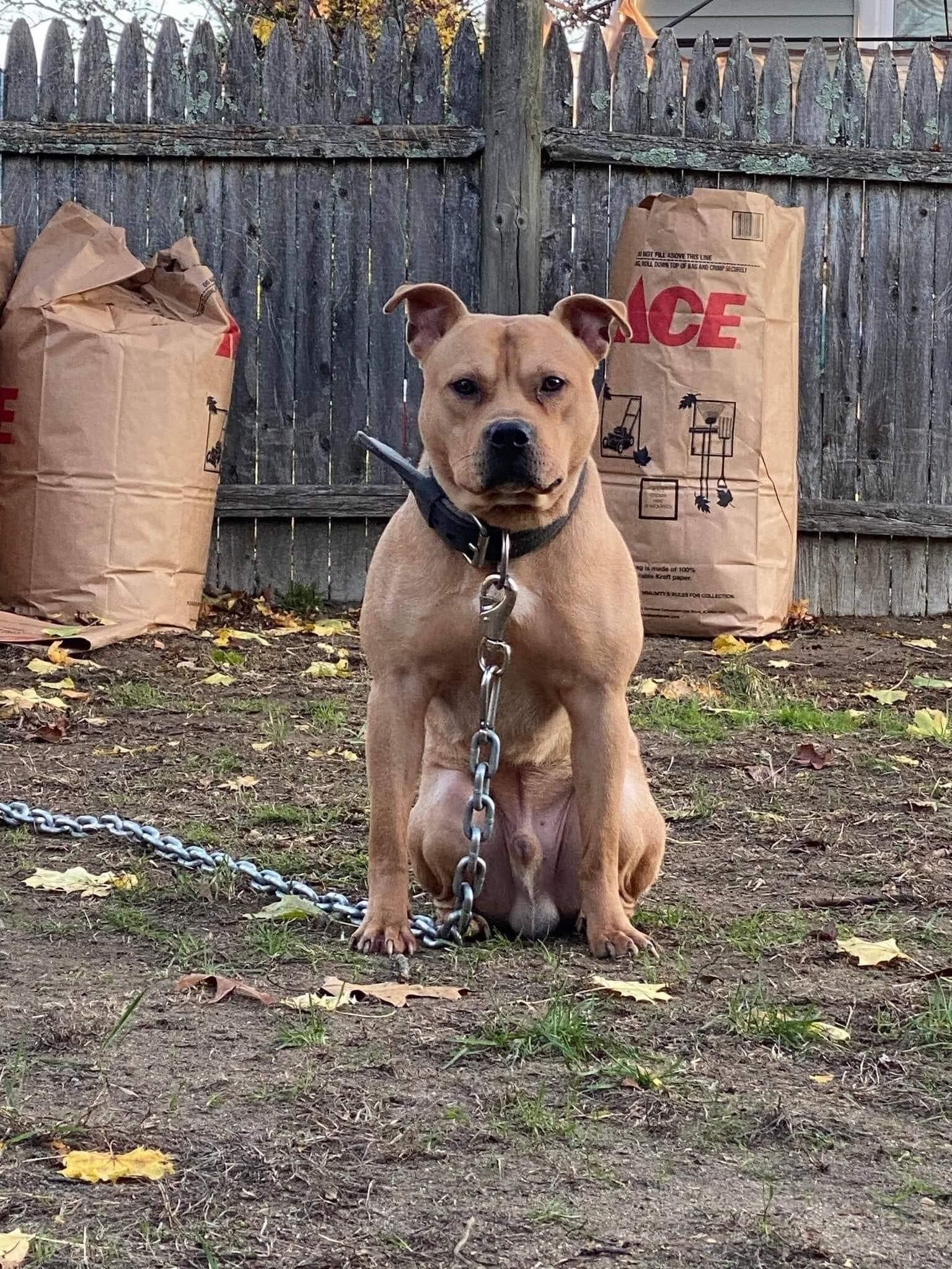 American Pitbull Terrier Breeding | Middleborough, MA