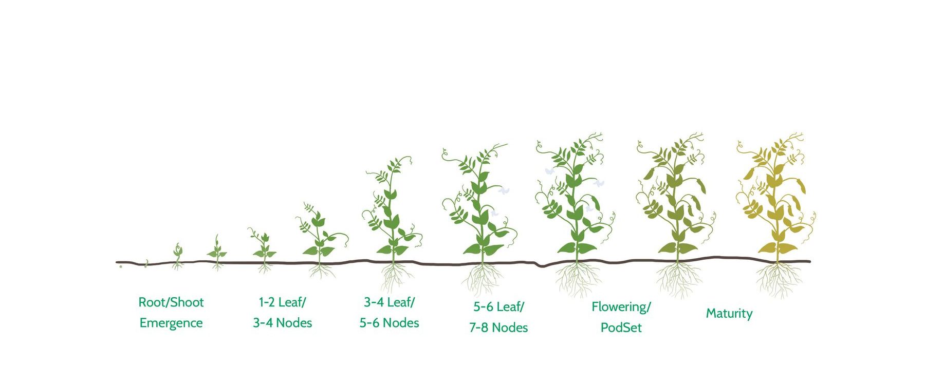 Start2Finish: The ALPINE Bio-K System for Maximizing Peas Yields