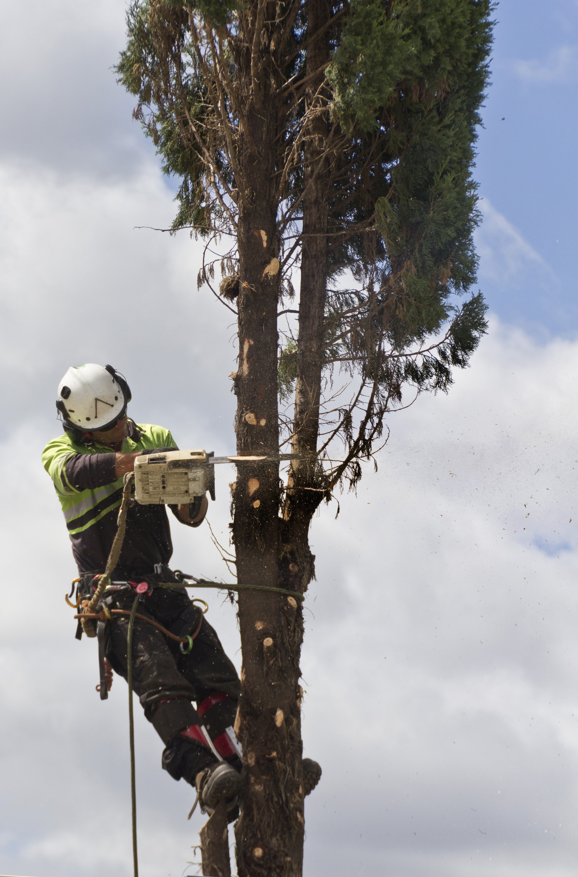Tree Removal Cairns | Tree Loppers Cairns